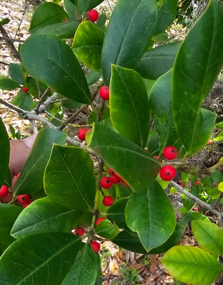 Holly Tree East Palatka (100 seeds) fresh this season's harvest {RARE ...