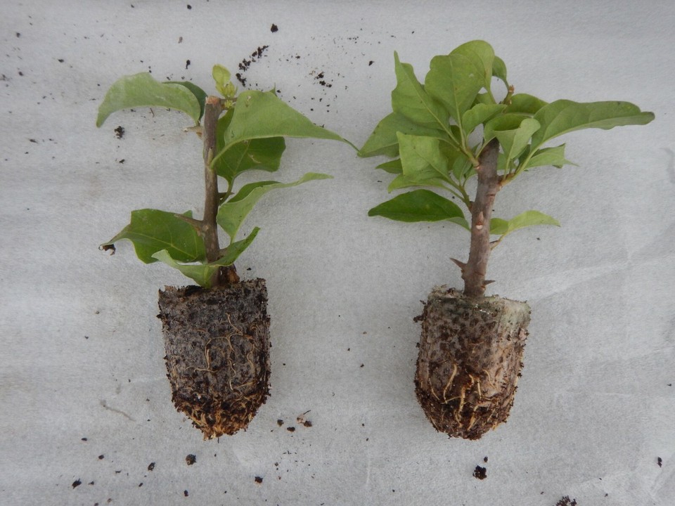 Jamaican Red Bougainvillea Small well rooted starter/plug plant | eBay