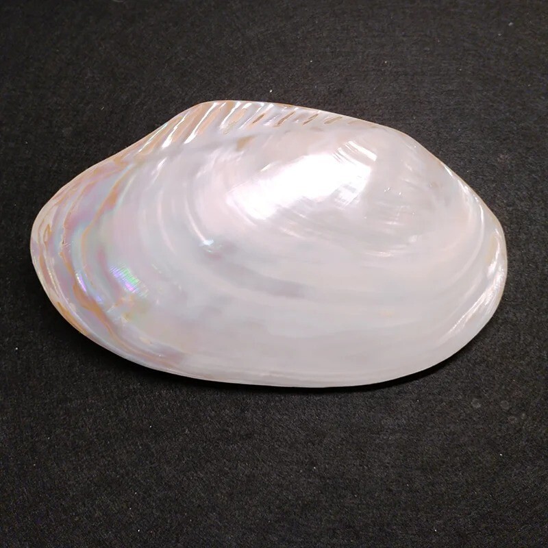 Large Pearlized Mussel Clam Shell Polished Seashell White Mother Pearl ...