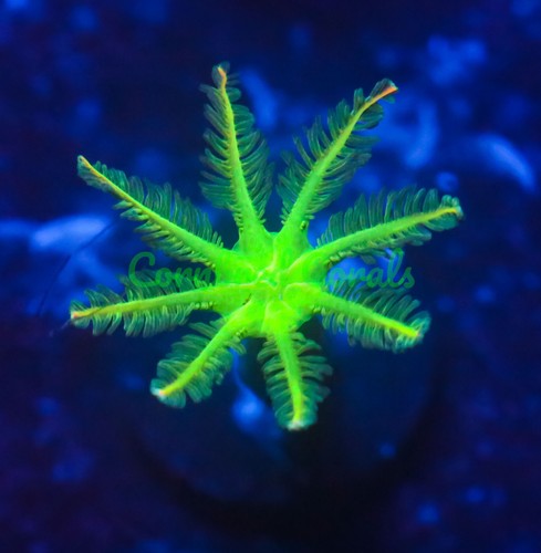Cornbred's Radioactive Clove Polyp - Frag - LIVE CORAL | eBay