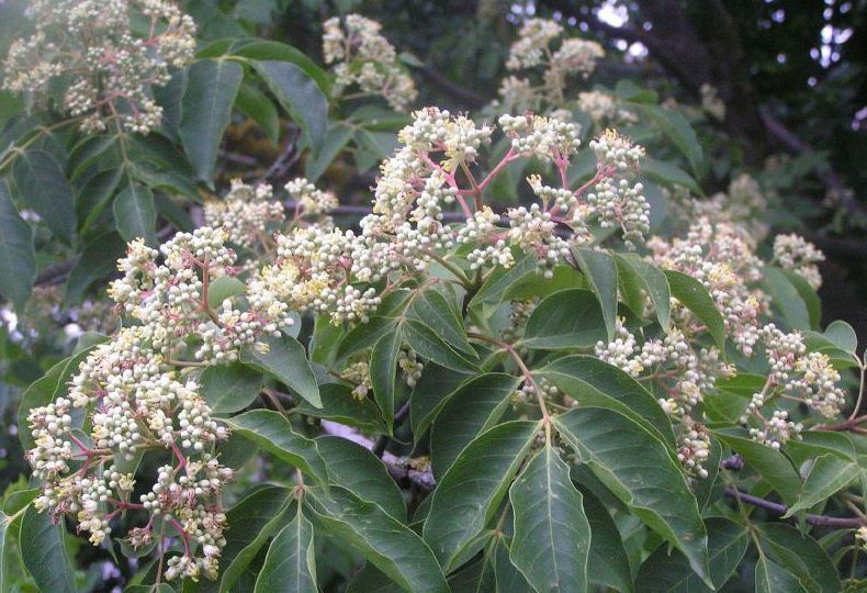 Korean Evodia | Bee-Bee Tree (Tetradium daniellii) Only Viable Seeds in ...