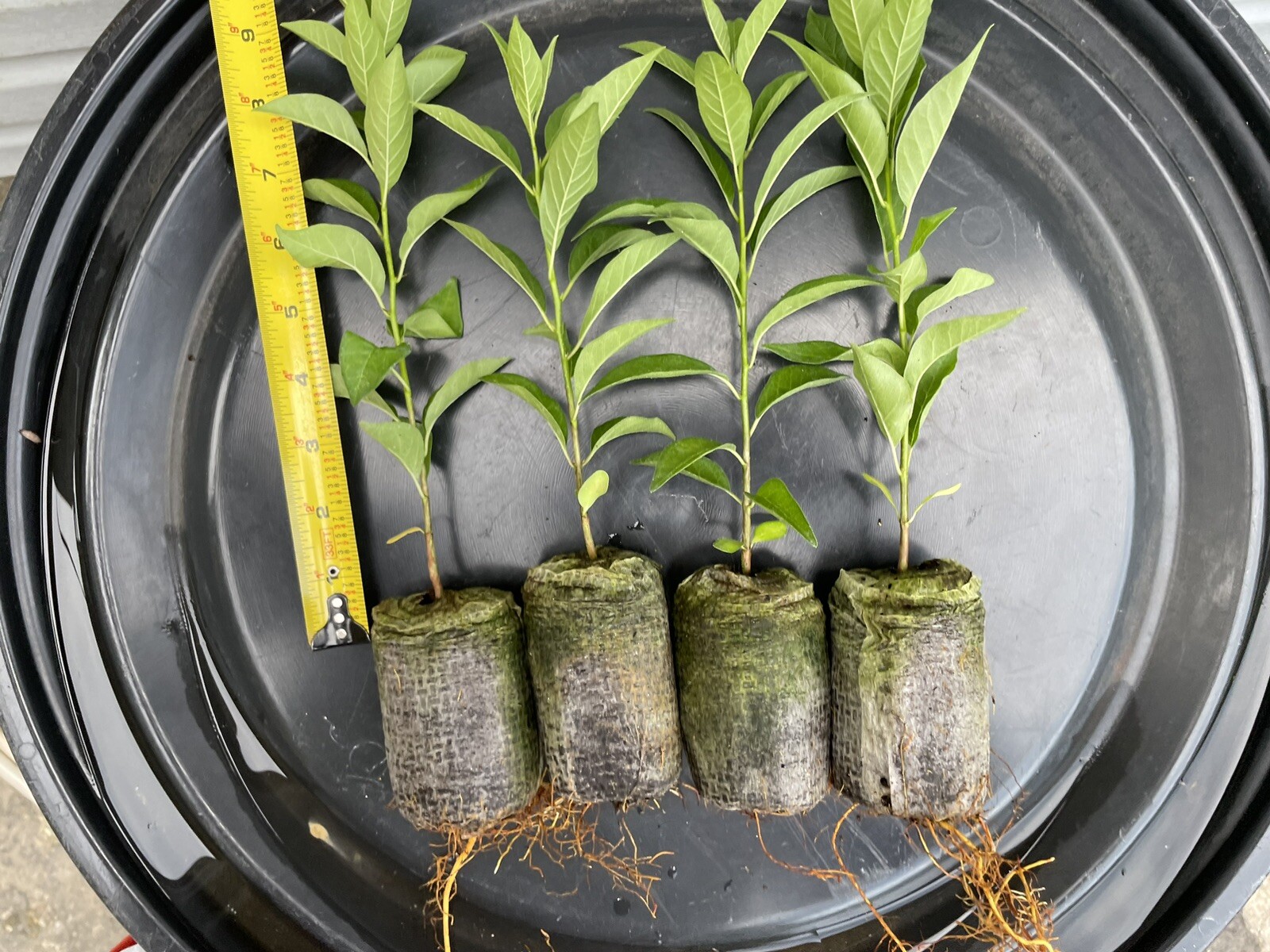 Lot of 4 Osage Orange Trees - Maclura Pomifera - Rooted Plugs Ready To ...