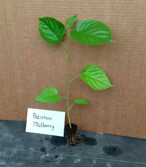 Pakistan Mulberry Tree Live Plant 6-8" Tall Long Mulberry Tree, Morus ...