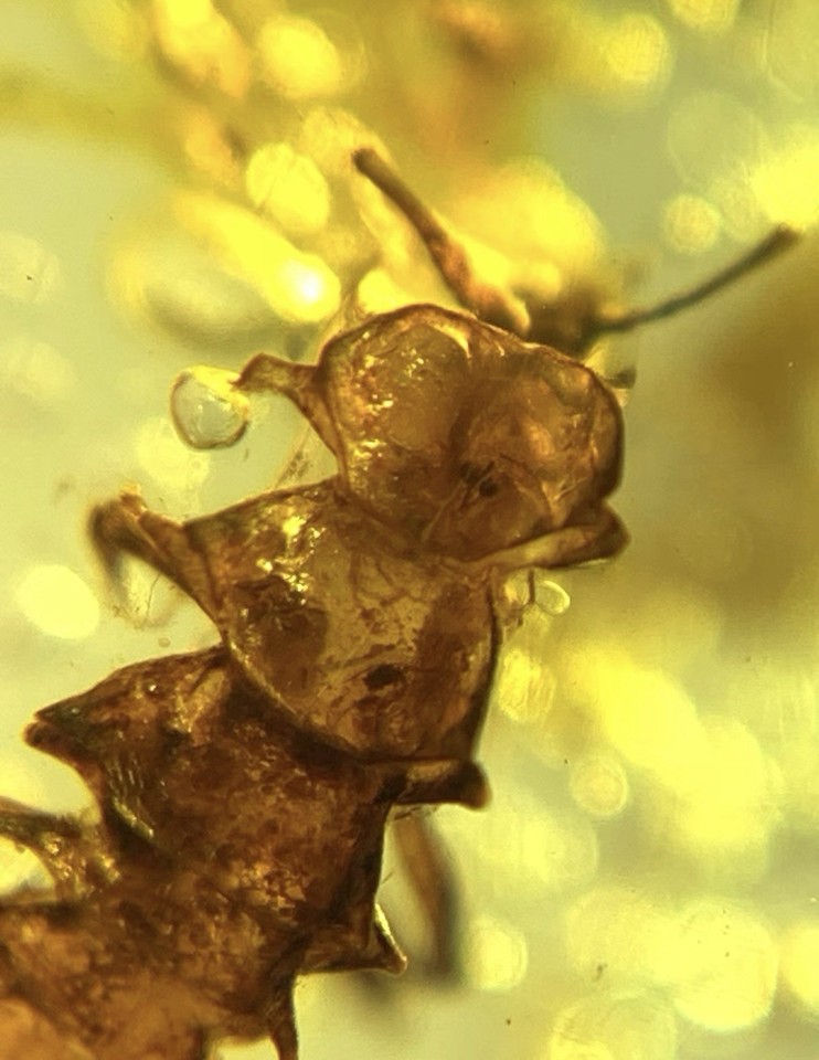 Rare Firefly larvae Burmite Natural Myanmar Insect Amber Fossil | eBay UK