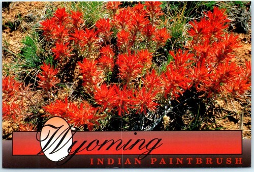 Postcard - Indian paintbrush - Wyoming State Flower | eBay