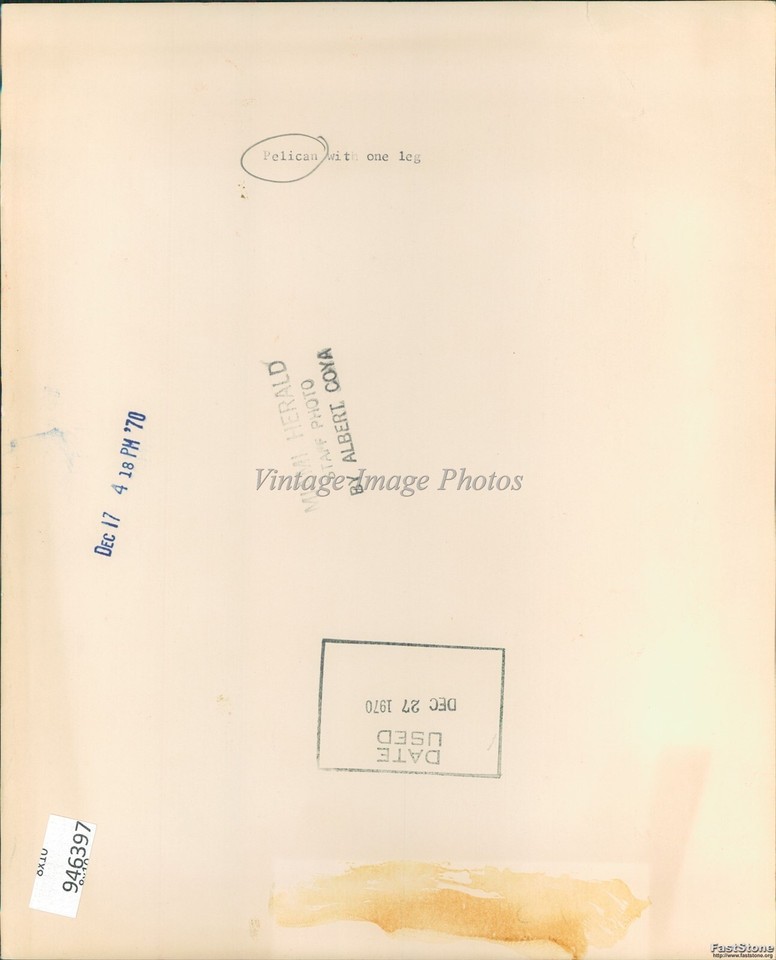 1970 Pelican Flying Feathered Bird Large Throat Pouch One Leg 8X10 ...