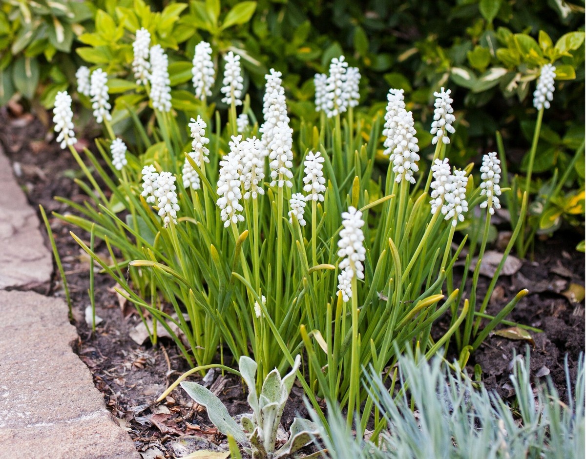 Spring Perennial Plants 12 Top Performing Spring Bulbs That Come Back