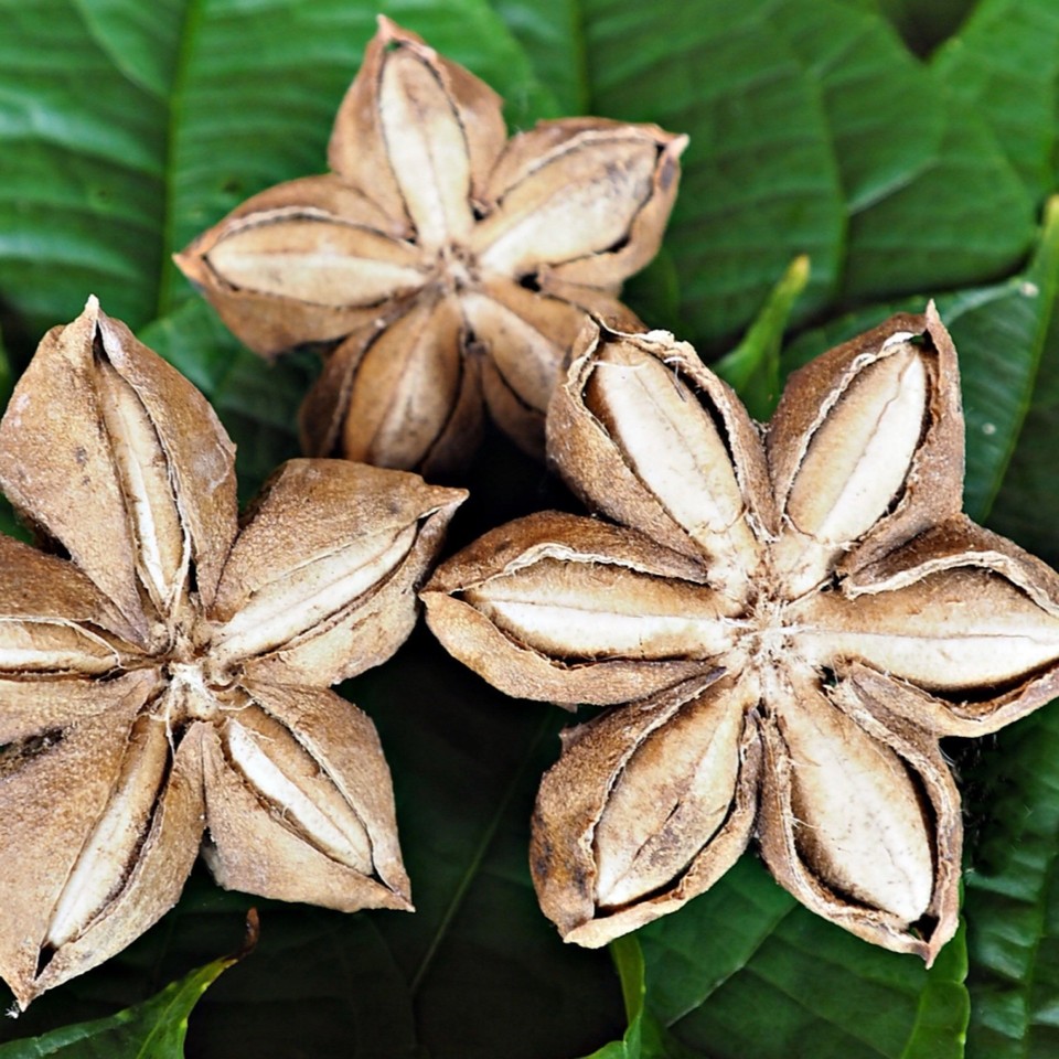 Sacha Inchi Seed Oil, Cold Pressed, Unrefined, USDA Certified Organic ...