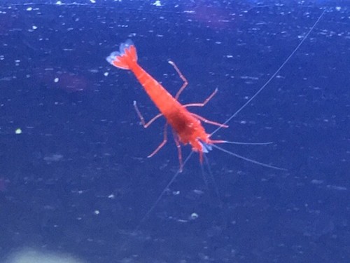 8 Hawaiian Red Shrimp Opae Ula Halocaridina Rubra Volcano Shrimp + Food ...