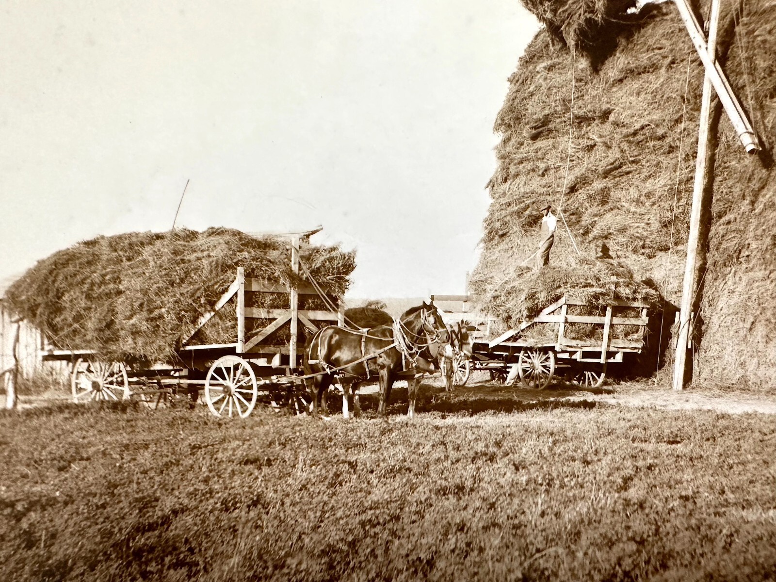 Vintage Incredible Photograph of California Monumental Haying Scene ...