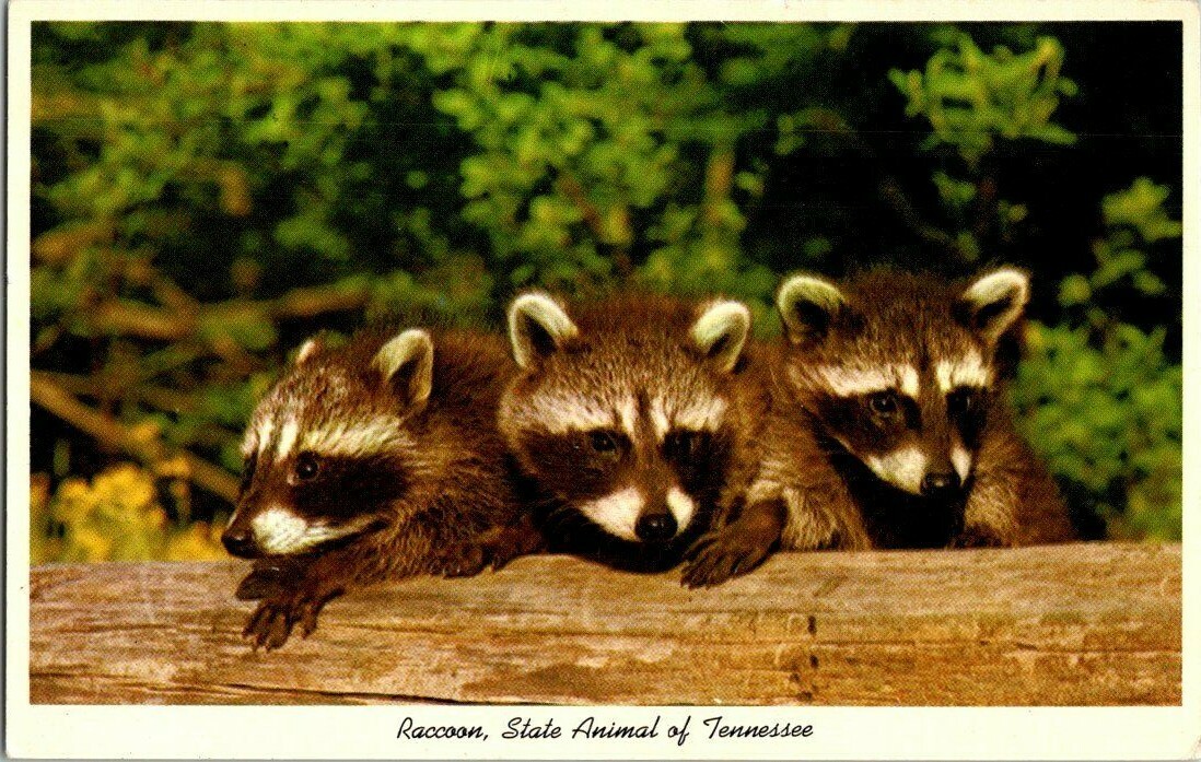 Tennessee State Animal