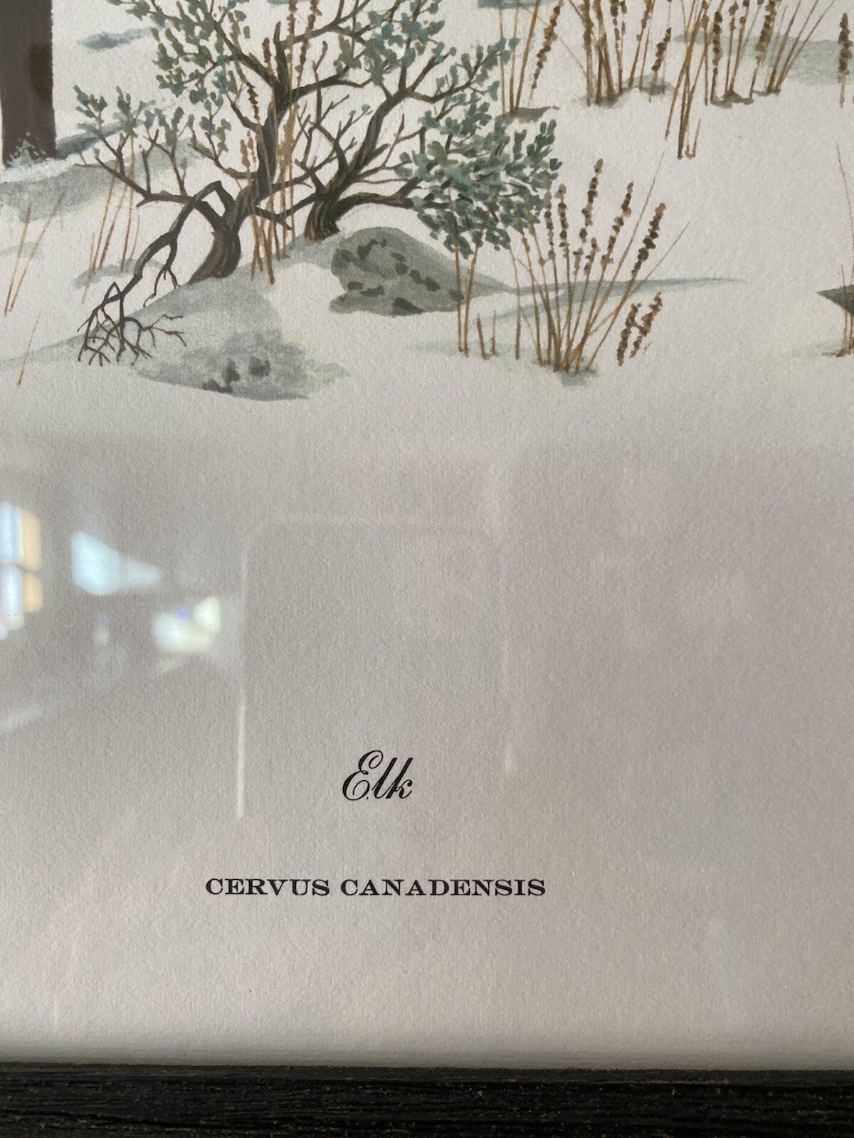 Vintage Richard Timm Signed Framed Elk Print | eBay