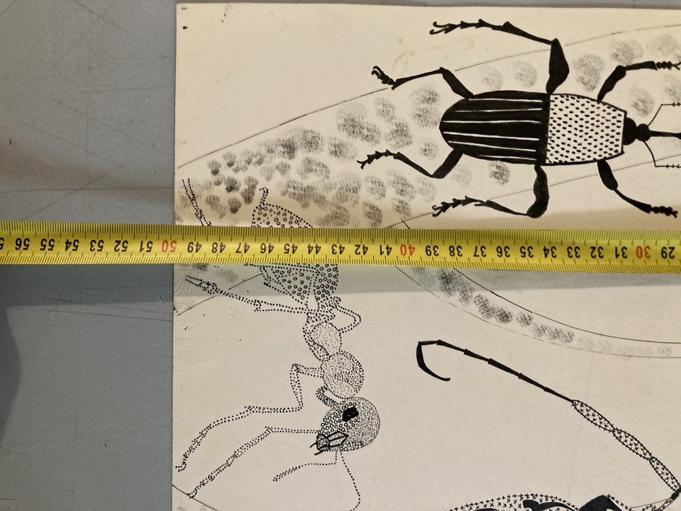 Beautiful Drawing Ink Insect Dragonfly Scorpion 1970 Art Painting Ant ...