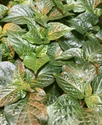 CARIBBEAN ORANGE HABANERO CHILI LOT OF 3 Super Hot Pepper LIVE PLANTS ...