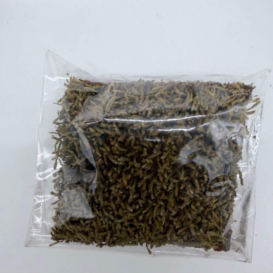 Kodama moss aPPreciation set Princess Mononoke Kodama cultivation moss ...