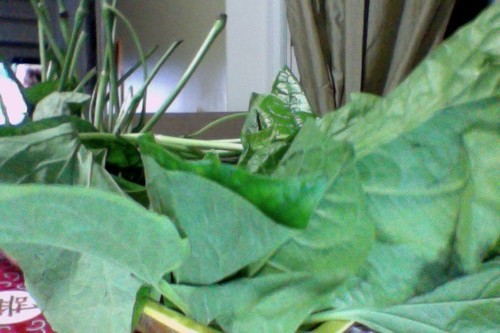 Chapoo (Vietnamese La Lot, 15 stems)Khmer Name: ភ្លូ English Name ...