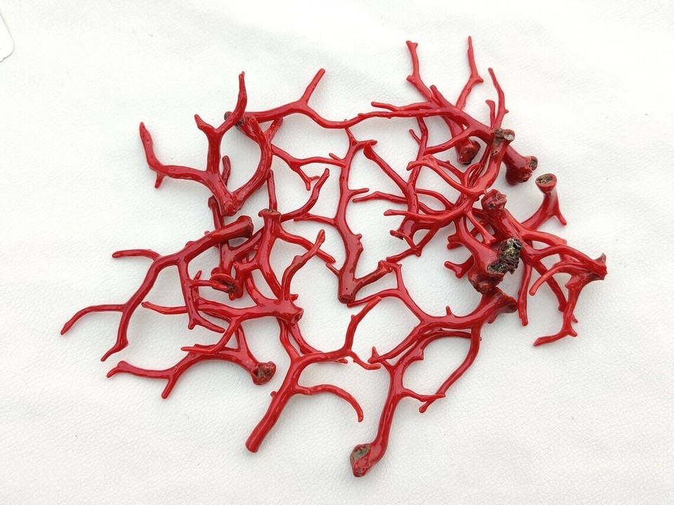 5 Pcs Natural Rough Red Coral Branches Tree Raw Coral Mediterranean Sea ...