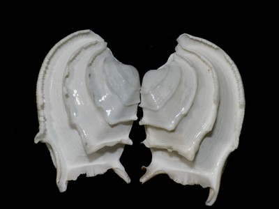 Formosa/SEASHELL/Callanaitis disjecta 39mm.Australia | eBay