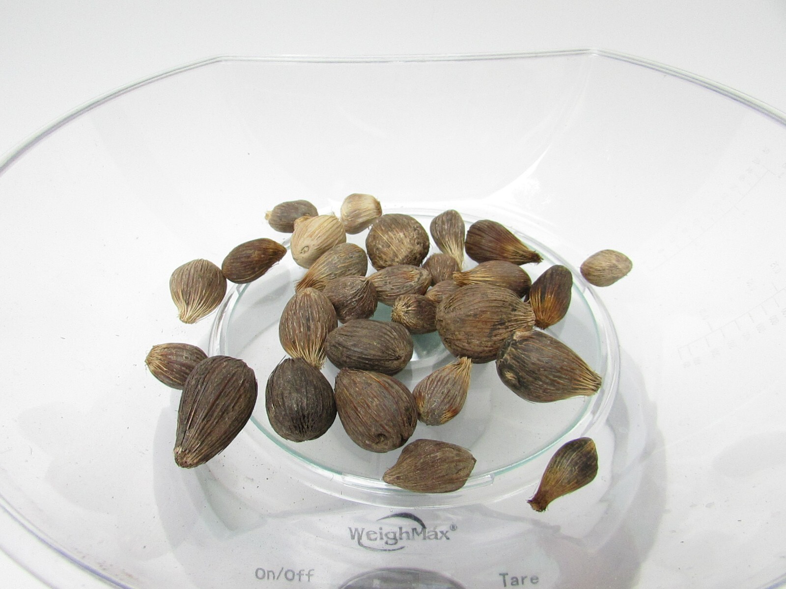 ikines Mano Babalawo IFA Santeria 3.5oz / Yoruba Nigerian Palm Nuts ...