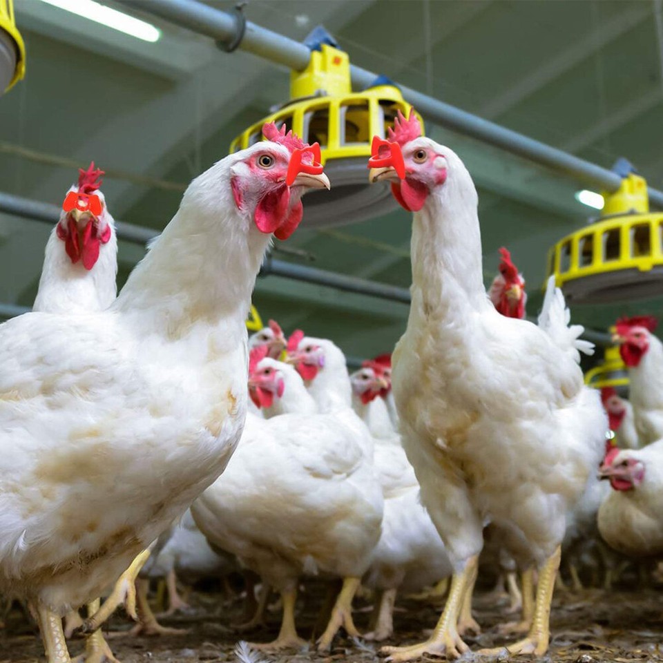 100PCS No Fighting Pinless Chicken Peepers Pheasant Poultry Blinders ...