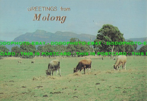 L276173 Greetings from Molong. Australian Rural Scene. National View by ...