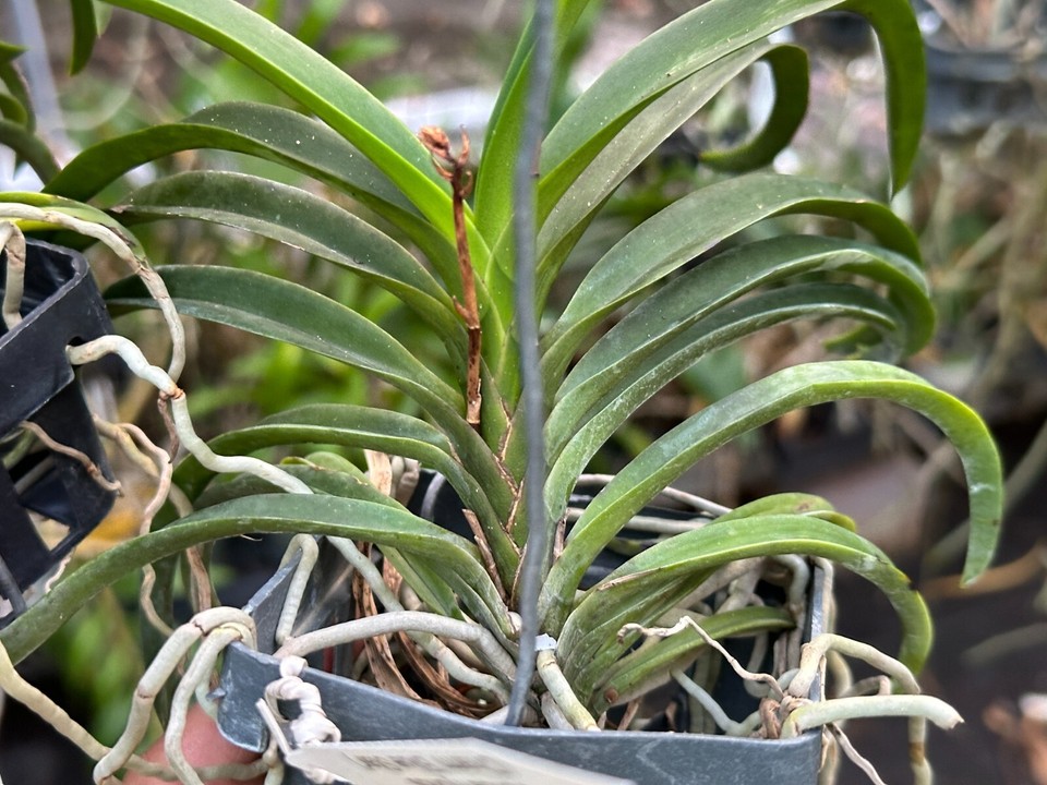 BLUE MINI VANDA TYPE ORCHID HYBRID Charm 'Blue Star' BS plant | eBay