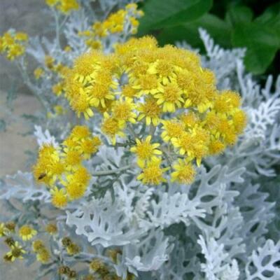 Flies - Dusty Miller