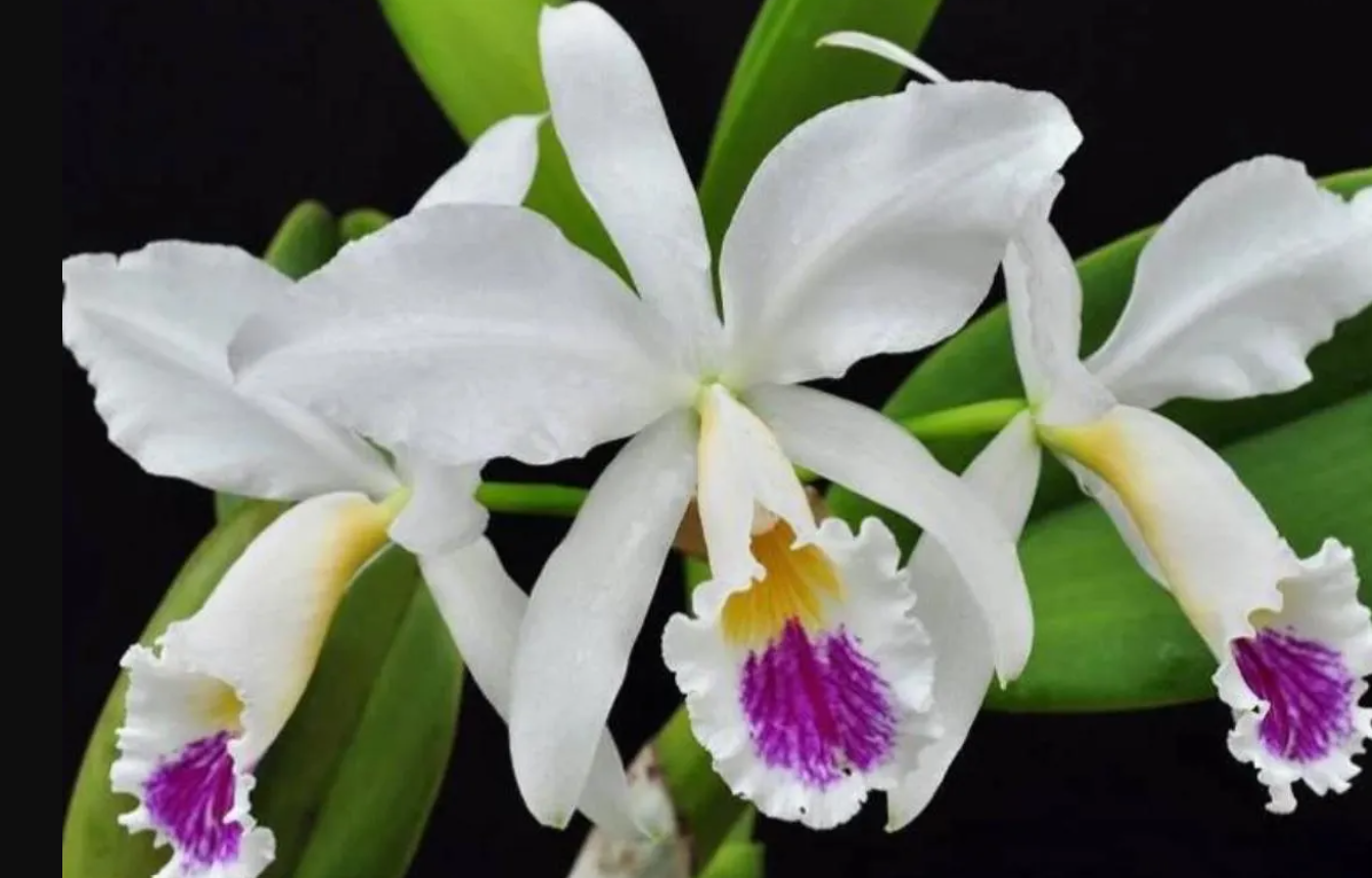 cattleya jenmanii alba small miniature orchid (small sized potted plant ...