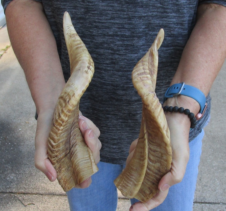 Matching Pair of 14-15 inch Buffed Sheep/Ram horns for horn taxidermy ...