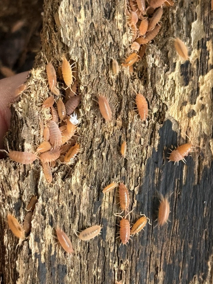 LIVE POWDER ORANGE ISOPODS Cleaning Crew Bioactive FREE SHIPPING | eBay