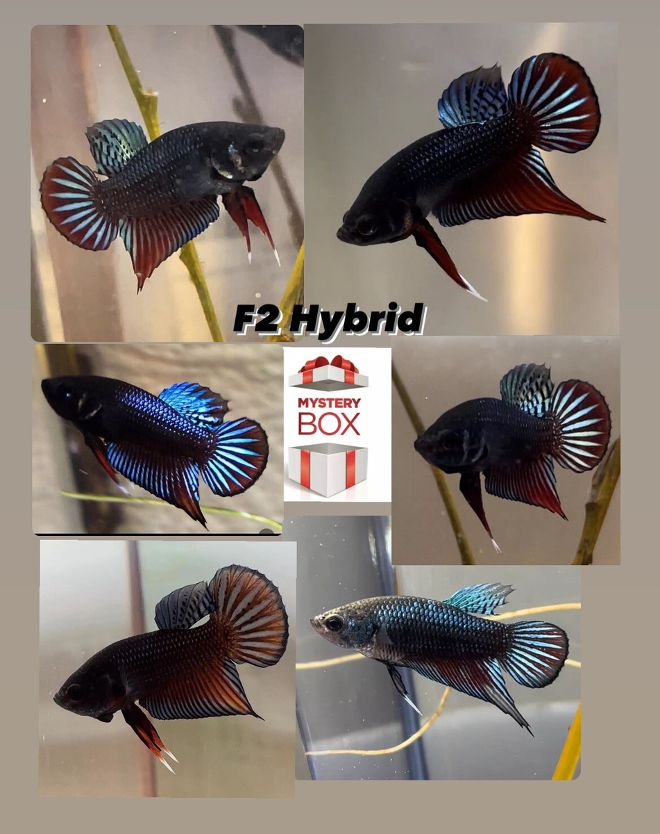 Wild Type Bettta Imbellis Male6 Betta Betta Fish Wild Type Bettas