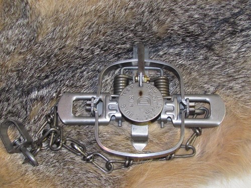 (6 -TRAPS) Duke #1 Coil Spring Traps Raccoon Mink Nutria Muskrat 0469 ...