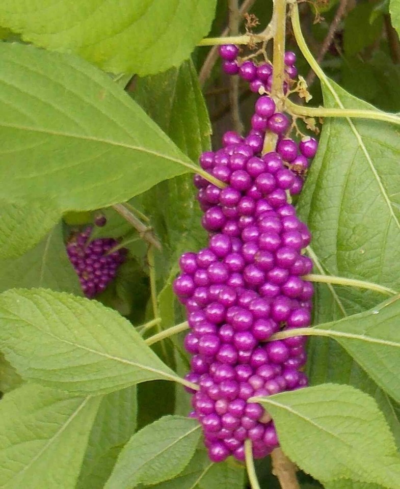 100+ PURPLE AMERICAN BEAUTY BERRY BEAUTYBERRY CALLICARPA AMERICANA ...