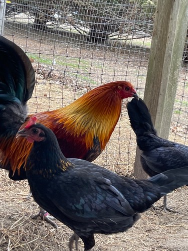 10+ Mel Sims Black/Brown Red Gamefowl Hatching Eggs | eBay