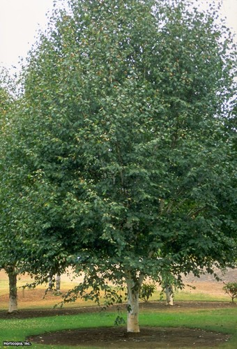 Betula Jacquemontii / Himalayan Birch Tree, Peat Free, 12L 100-125cm ...
