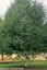 Betula utilis Jacquemontii / Himalayan Birch Tree grown peat free 4-5ft ...
