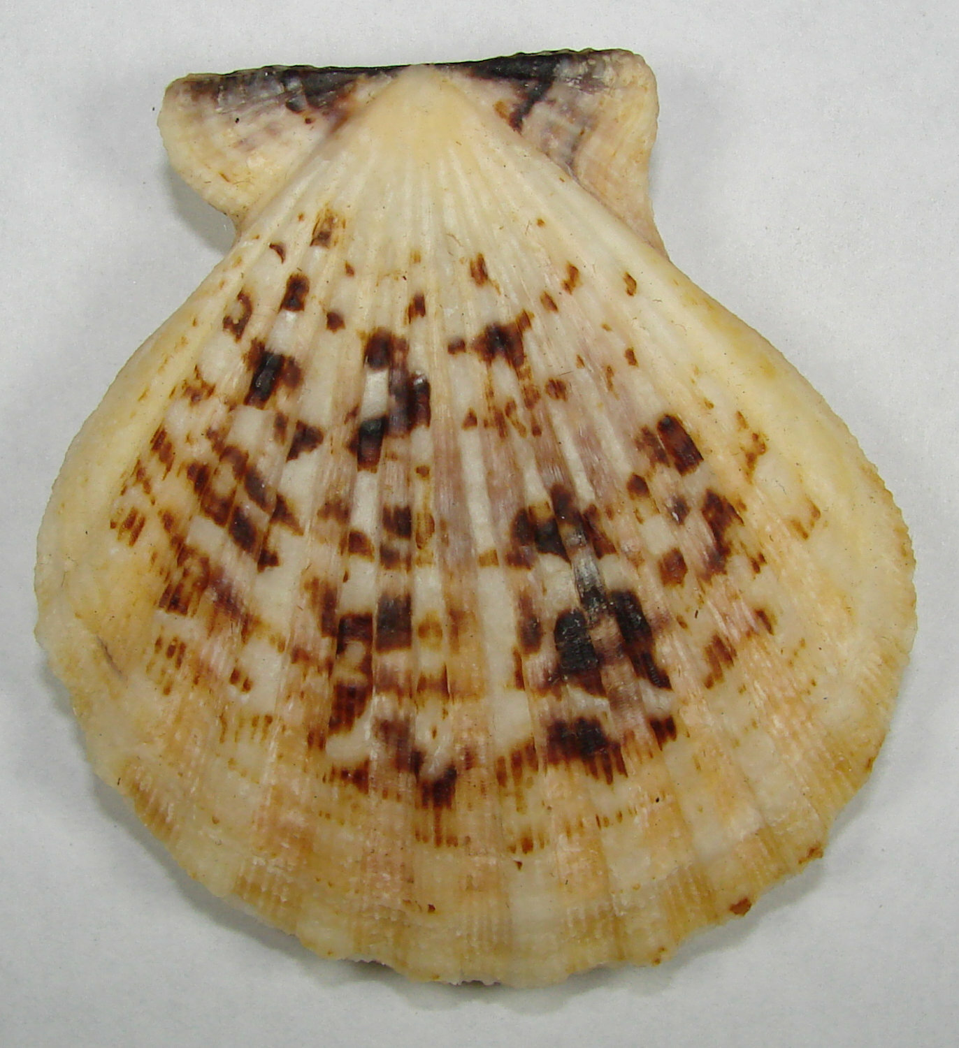 PECTEN RADULA 69.32mm SUPER CHOICE SPECIMEN Polo Is., Santa Cruz ...