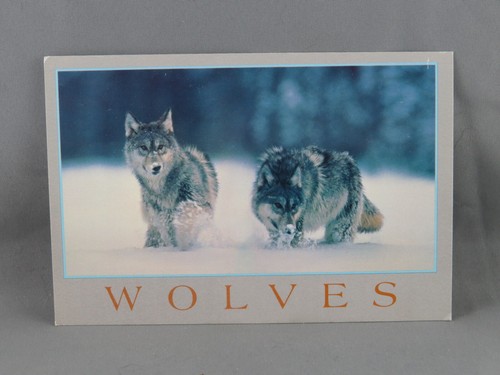 Vintage Postcard - Wolves in Snow - Dexter Press | eBay