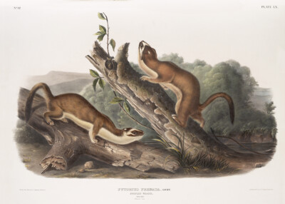 Putorius Frenata Bridled Weasel By John Audubon | eBay Australia