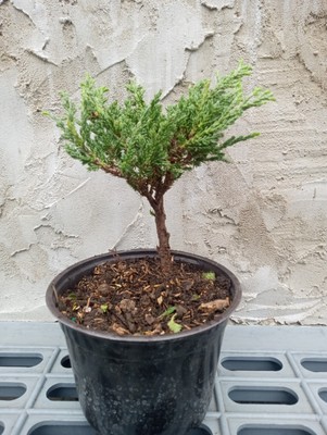 Shohin Juniper Pre Bonsai In Progress | eBay