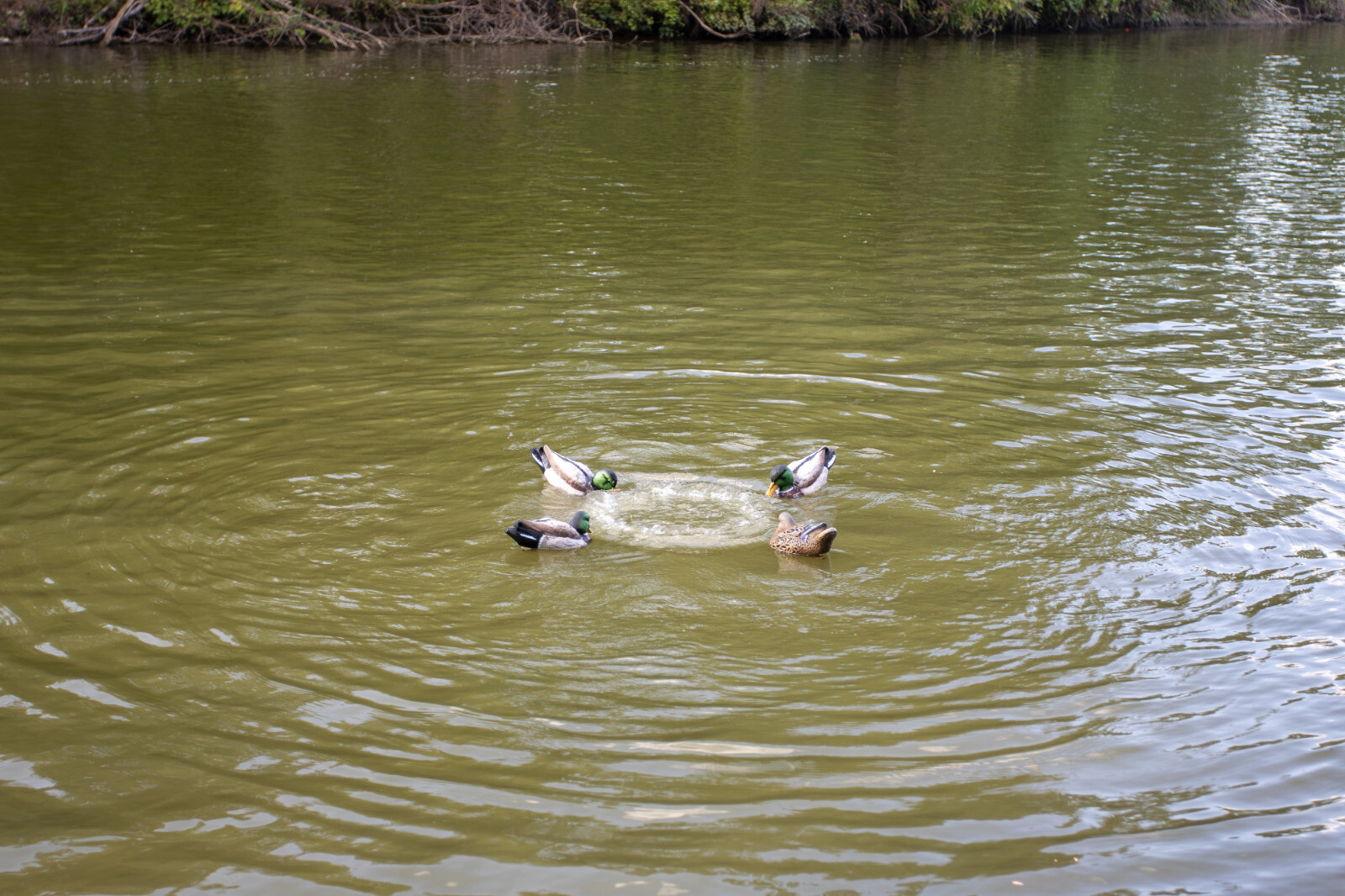 Show Me Ducks DeekDiver 2.0 12V Decoy Motion Machine | eBay