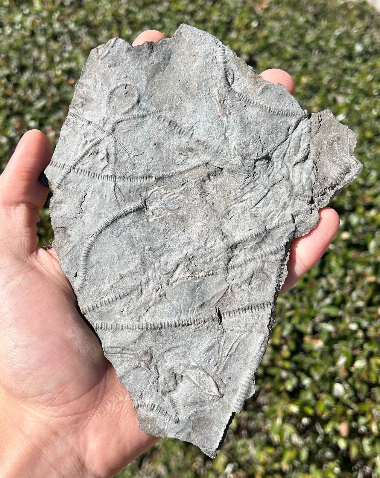 Canada Fossil Crinoids in Matrix Ordovician Age Brechin Ontario | eBay