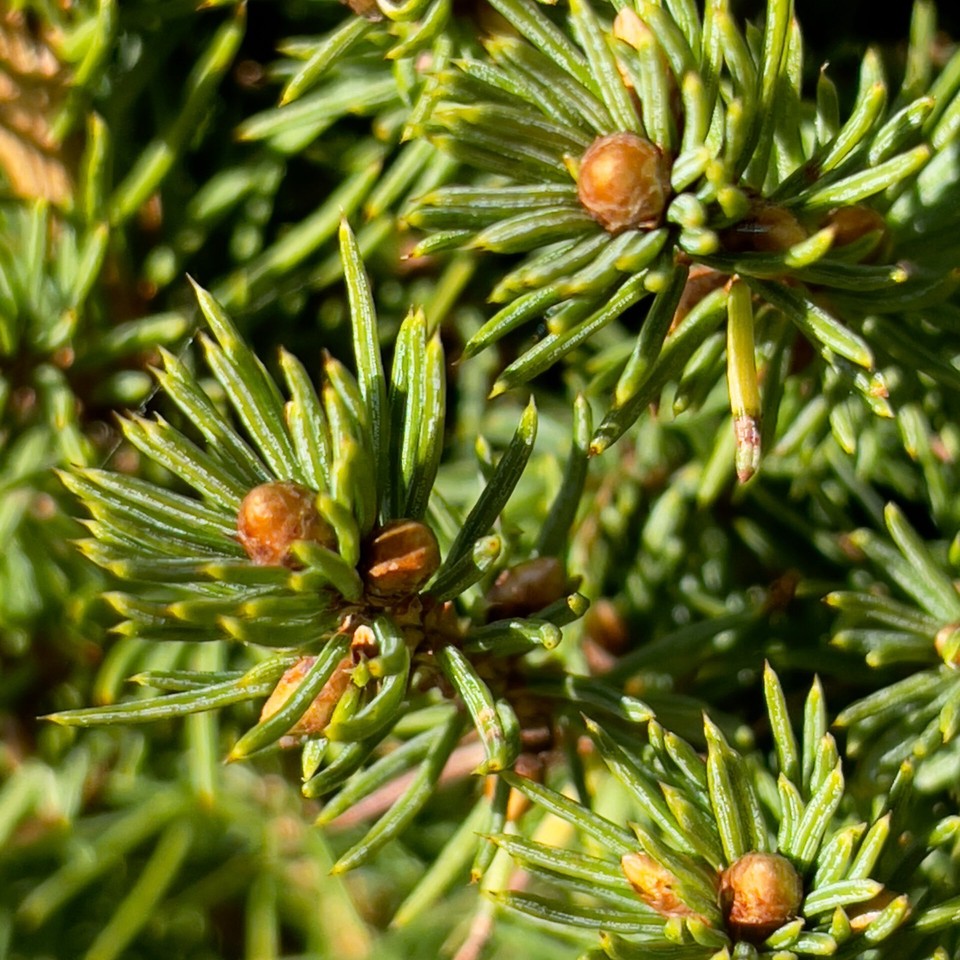 Picea glauca Conica Mini Christmas Tree in 9cm Pot – Fresh Pot Grown ...