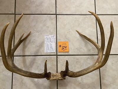 GIANT WHITETAIL DEER RACK ANTLERS DISPLAY TAXIDERMY #124 | eBay