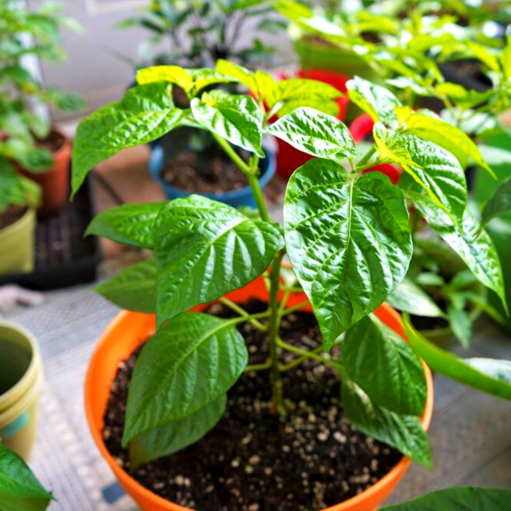 Scotch Bonnet Pepper Super Hot Spicy Nai Miris Endemic Dried Fresh ...