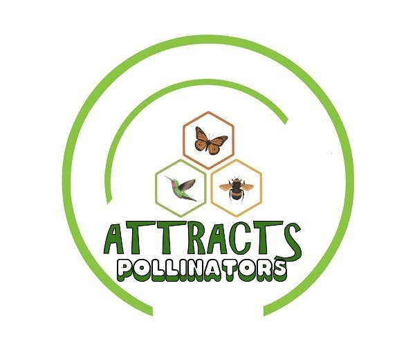 Statice TWILIGHT Purple Cut Flowers Dried Arrangements Reseeds Non-GMO ...