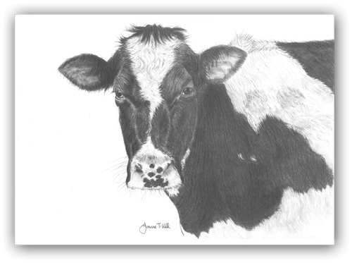 HOLSTEIN-FRIESIAN COW FARMING GREETINGS CARD - Pencil Drawing By Joanne ...