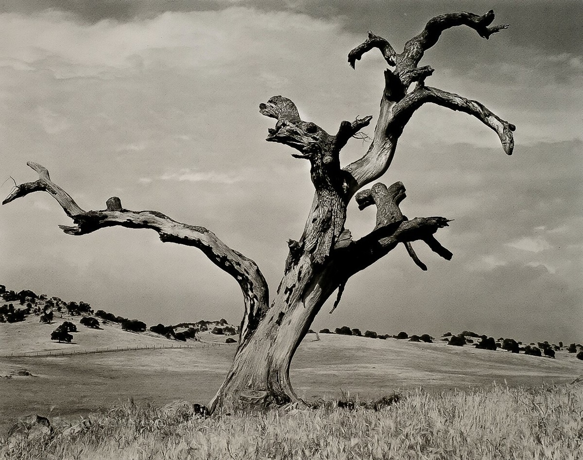 Ansel Adams Photography Trees