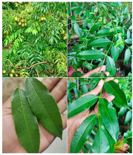 100% Organic Natural Dried Ambarella Leaves 100 Ceylon | eBay