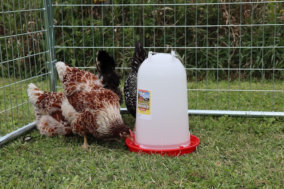 Little Giant Plastic Poultry Chicken Drinker 3 Gallon | eBay